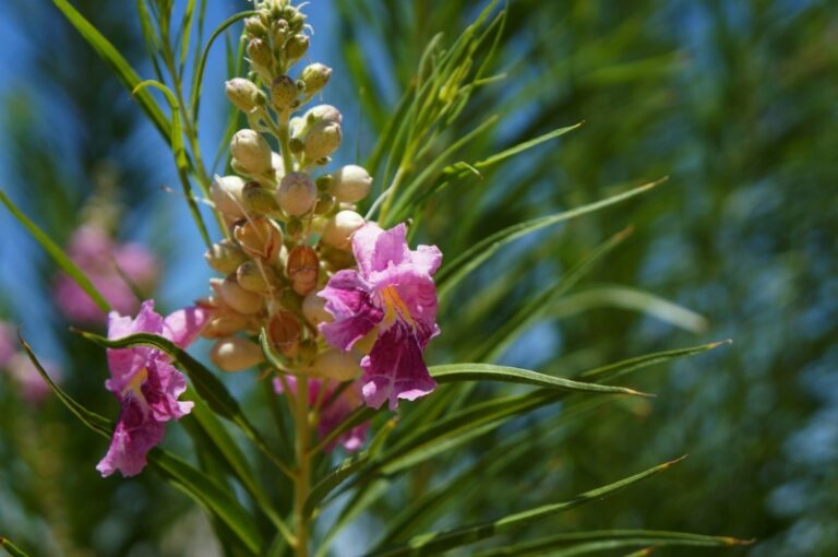 Growing Guide: How to Grow Desert Willow - Garden Lovers Club