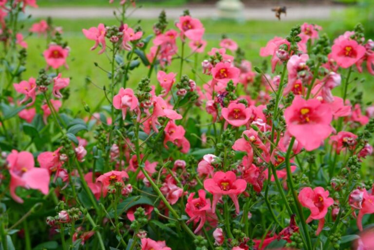 12 Best Annuals For Borders (Photos & Care Tips) - Garden Lovers Club