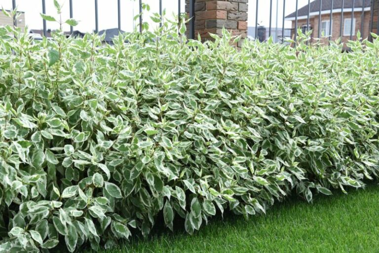 11 Perfect Deciduous Shrubs (Plus Care Tips) - Garden Lovers Club