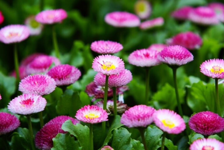 11 Perfect Hardy Annuals (Plus Growing Tips) - Garden Lovers Club