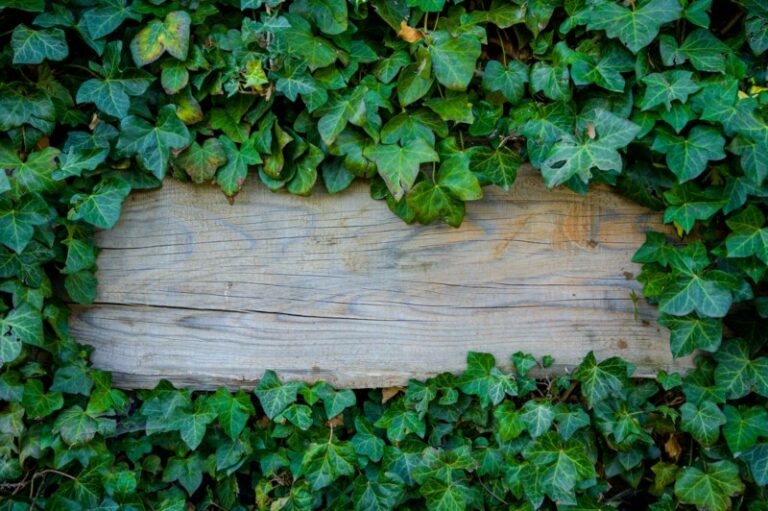 15 Awesome Texas Vines (Photos & Care Tips) - Garden Lovers Club