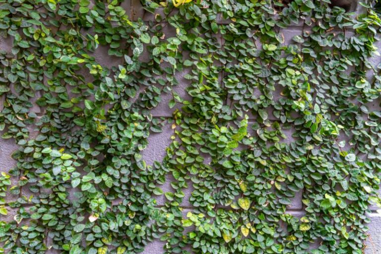 15 Awesome Texas Vines (Photos & Care Tips) - Garden Lovers Club