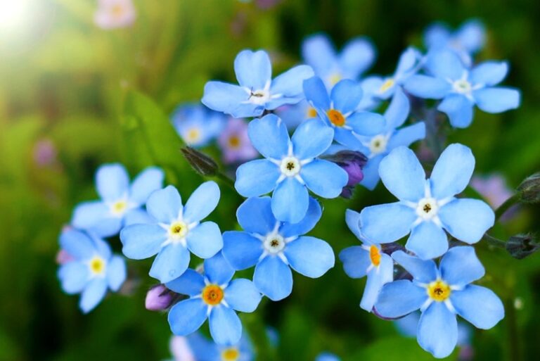 10 Different Types of Forget-Me-Nots - Garden Lovers Club