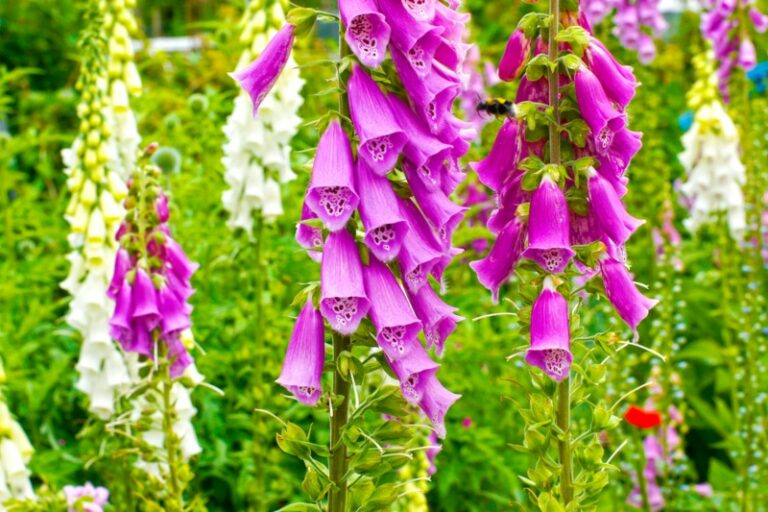 11 Perfect Hardy Annuals (Plus Growing Tips) - Garden Lovers Club