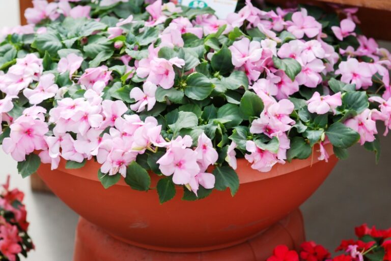 23 Tips for Growing Impatiens in Containers - Garden Lovers Club