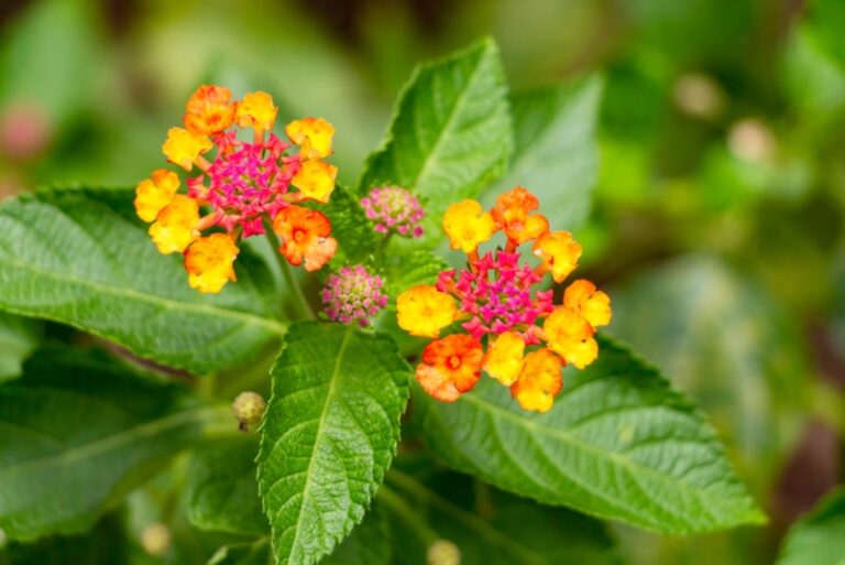 Lantana: Growing Guide & Plant Care - Garden Lovers Club