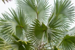 Growing Latania Palm (How to Grow and Care) - Garden Lovers Club
