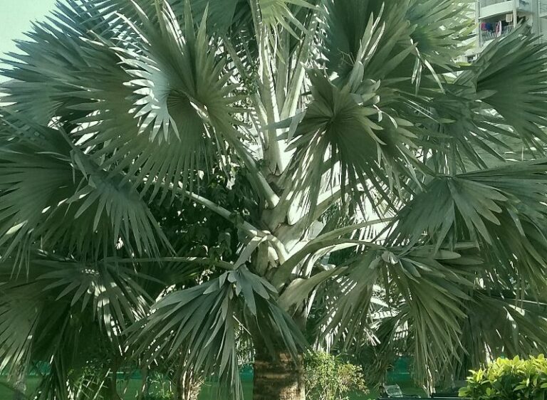 Growing Robellini Palm (Growing Guide) - Garden Lovers Club