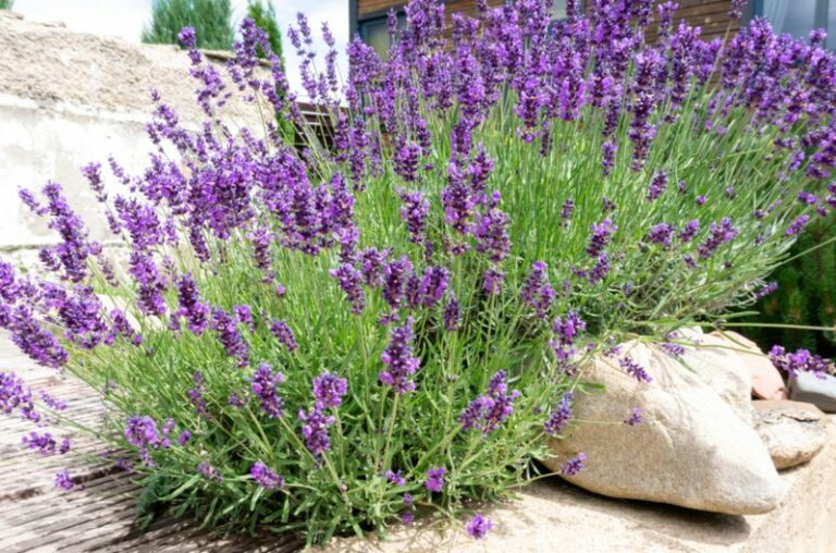 Growing Lavender Plants: How to Grow and Care for Lavender - Garden ...