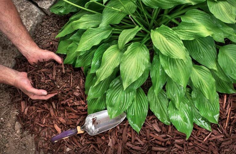 10 Common Problems with Hostas Plants & How to Solve Them - Garden ...