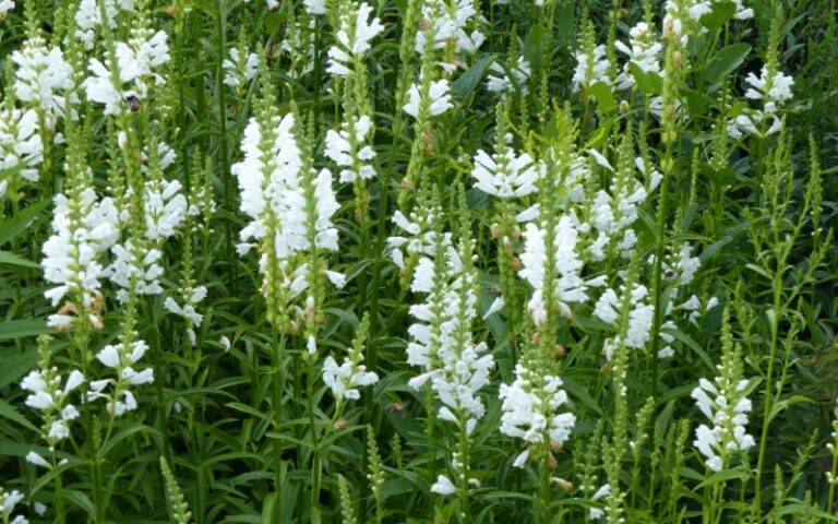 Obedient Plant: How to Grow and Care (Growing Guide) - Garden Lovers Club