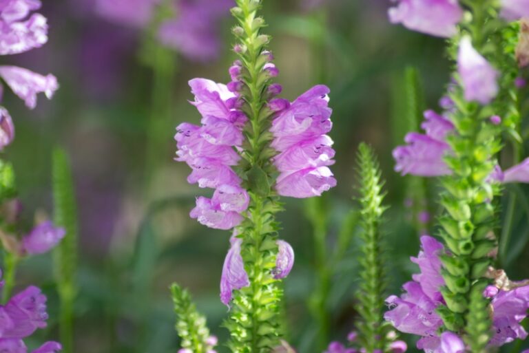 Obedient Plant: How to Grow and Care (Growing Guide) - Garden Lovers Club