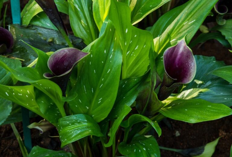 10 Different Types of Calla Lily (Plus Care Guides) - Garden Lovers Club