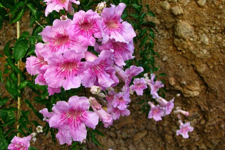 12 Vines That Grow in Full Sun (Plus Growing Tips) - Garden Lovers Club