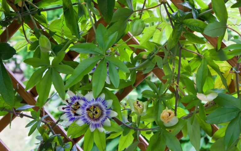 10 Best Vines for Privacy (Plus Care Tips) - Garden Lovers Club