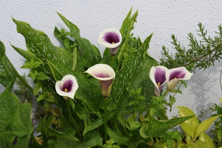 10 Different Types of Calla Lily (Plus Care Guides) - Garden Lovers Club