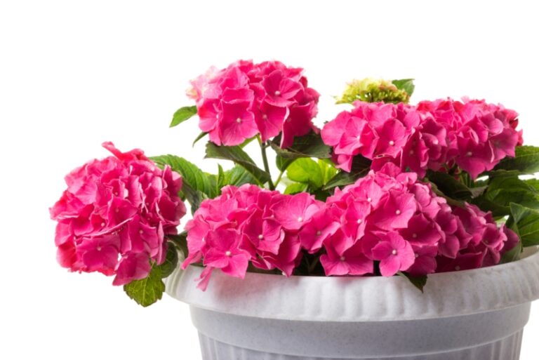 10 Perfect Dwarf Shrubs for Your Garden - Garden Lovers Club