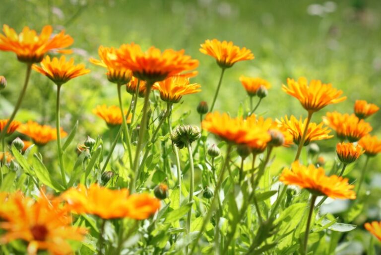 11 Perfect Hardy Annuals (Plus Growing Tips) - Garden Lovers Club