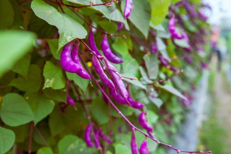 10 Purple Flowering Vines You'll LOVE - Garden Lovers Club
