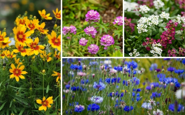 11 Perfect Hardy Annuals (Plus Growing Tips) - Garden Lovers Club