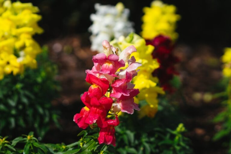 11 Perfect Hardy Annuals (Plus Growing Tips) - Garden Lovers Club