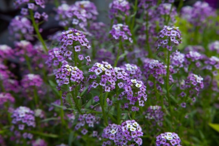 12 Best Annuals For Borders (Photos & Care Tips) - Garden Lovers Club