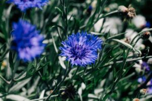 11 Perfect Hardy Annuals (Plus Growing Tips) - Garden Lovers Club