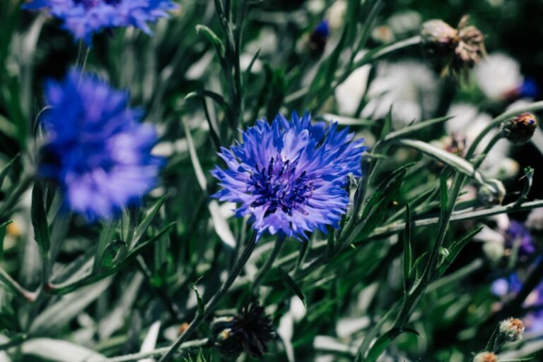 11 Perfect Hardy Annuals (Plus Growing Tips) - Garden Lovers Club