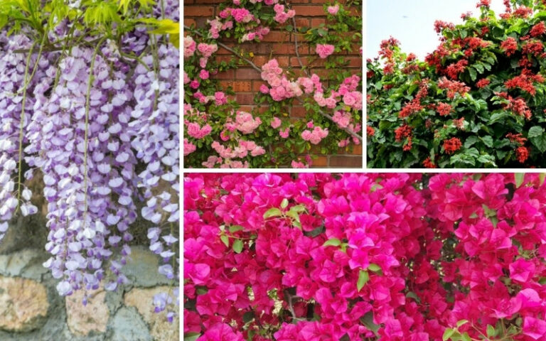 10 Best Vines for Privacy (Plus Care Tips) - Garden Lovers Club