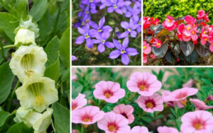 10 Stunning Pink Annual Flowers For Your Garden - Garden Lovers Club