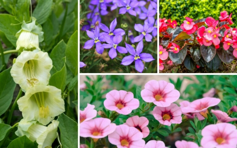 11 Perfect Hardy Annuals (Plus Growing Tips) - Garden Lovers Club
