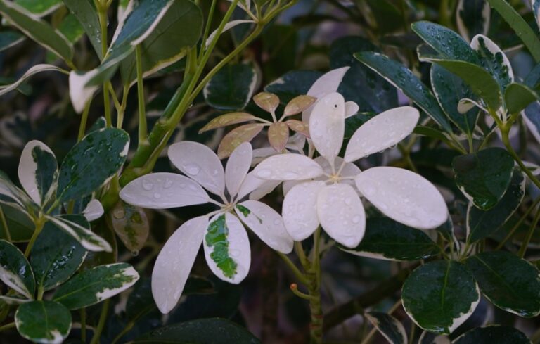 10 Different Types of Umbrella Plants - Garden Lovers Club