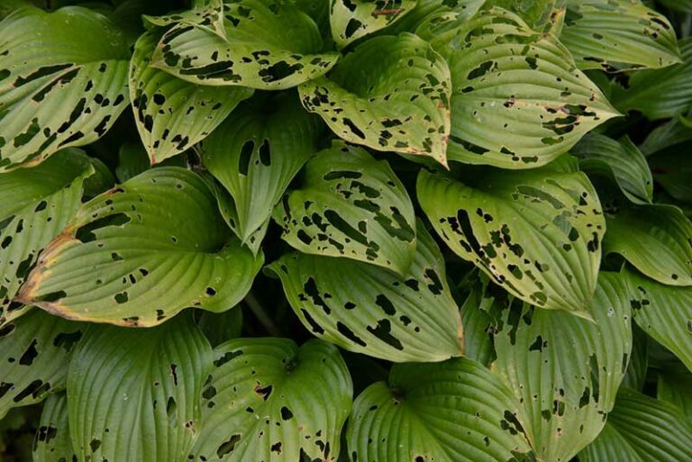 Preventing Holes In Leaves Of Hosta Plants - Garden Lovers Club