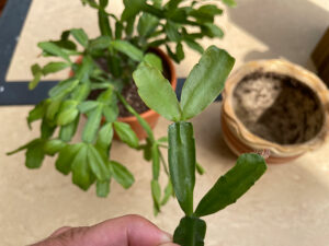 My Christmas Cactus is Rotting? (Solved) - Garden Lovers Club