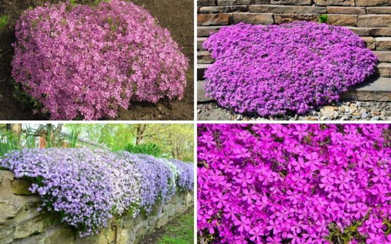How to Grow and Care for Creeping Phlox - Garden Lovers Club
