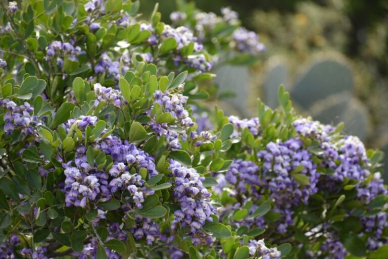 12 Perfect Texas Shrubs (Photos) - Garden Lovers Club