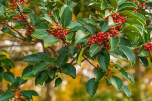 12 Perfect Texas Shrubs (Photos) - Garden Lovers Club