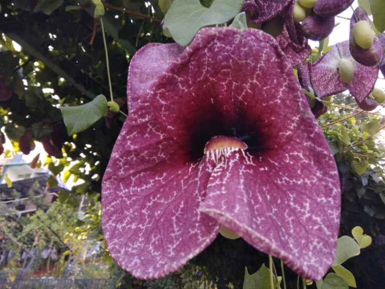 10 Perfect California Vines (Plus Growing Tips) - Garden Lovers Club