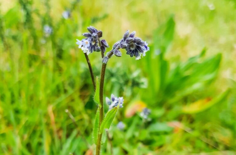 10 Different Types of Forget-Me-Nots - Garden Lovers Club