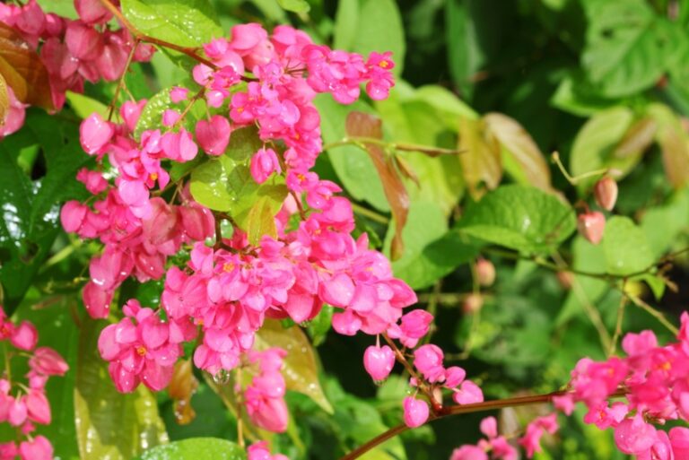 12 Vines That Grow in Full Sun (Plus Growing Tips) - Garden Lovers Club