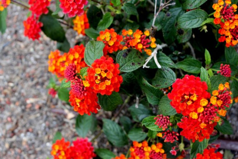 10 Different Types of Lantana (Plus Growing Tips) - Garden Lovers Club