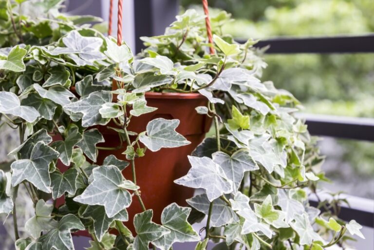 15 Low-Maintenance Container Plants that Thrive with Neglect - Garden ...