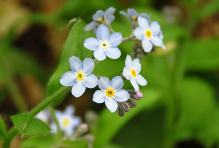 10 Different Types of Forget-Me-Nots - Garden Lovers Club