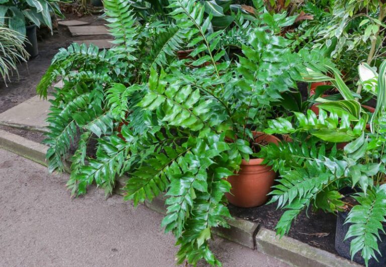 10 Different Types Of Ferns (Plus Growing Tips) - Garden Lovers Club