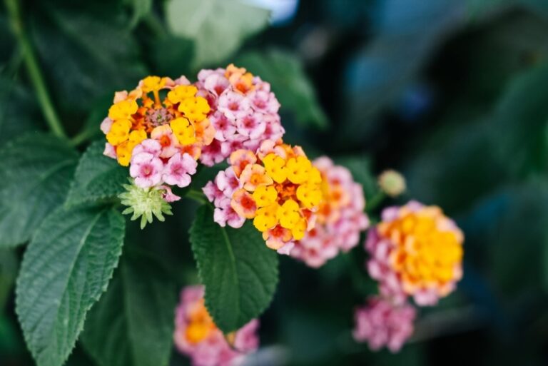 10 Different Types of Lantana (Plus Growing Tips) - Garden Lovers Club
