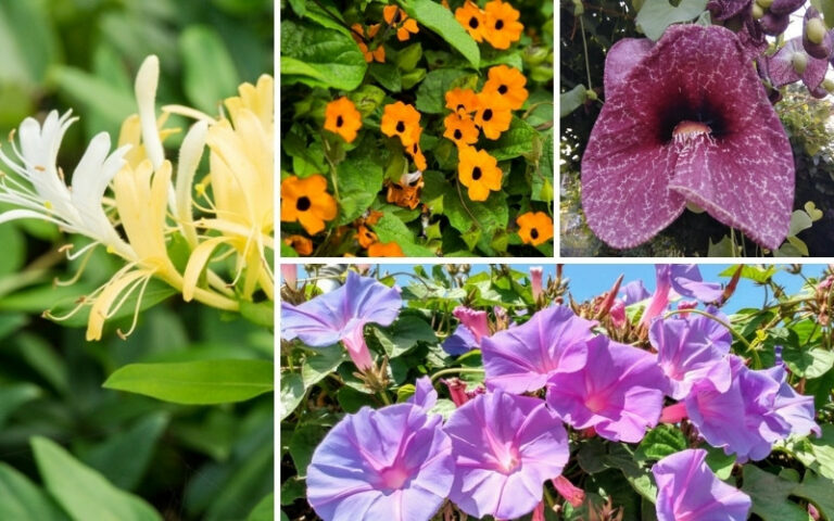 15 Awesome Texas Vines (Photos & Care Tips) - Garden Lovers Club