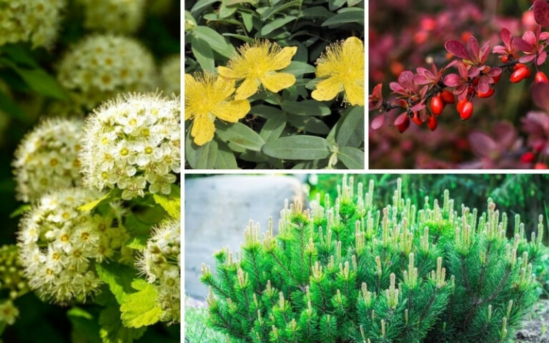 10 Best Shrubs for Colorado - Garden Lovers Club
