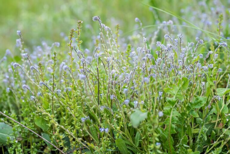 10 Different Types of Forget-Me-Nots - Garden Lovers Club