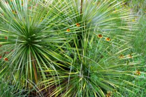12 Perfect Texas Shrubs (Photos) - Garden Lovers Club