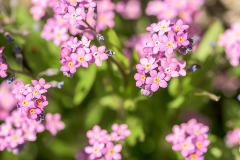 10 Different Types of Forget-Me-Nots - Garden Lovers Club